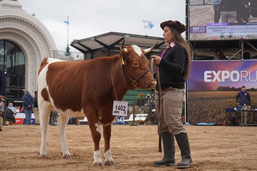 Vaquillona de raza criolla de la UNLZ obtuvo el primer premio en su ...