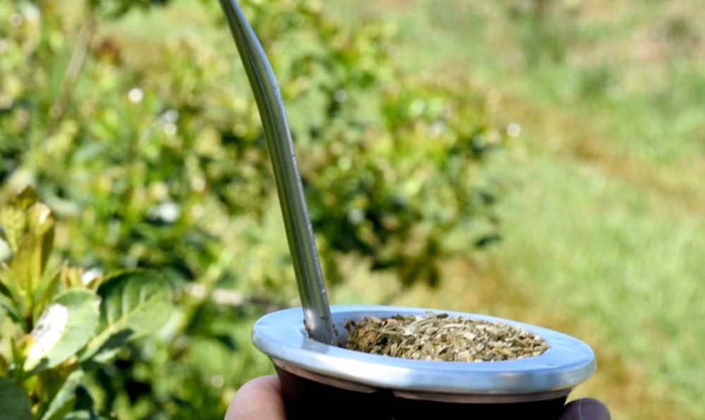 Consumo y exportación de yerba superaron los 242 millones de kilos en ...