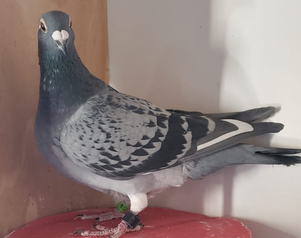 Colombófilas: Leoz y Del Po los mejores en el nacional “Juan Cimino ...