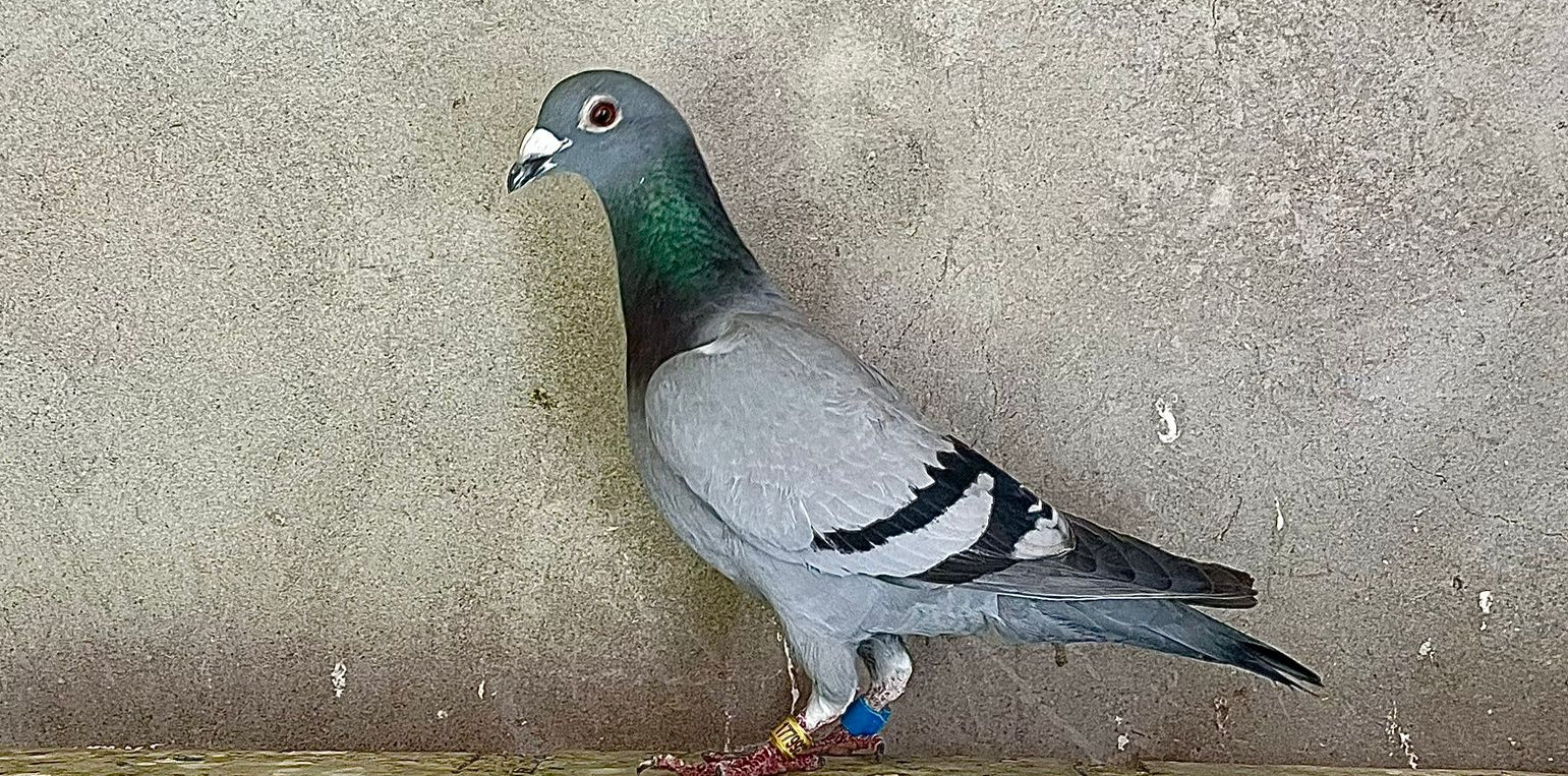 Colombófilas: Marcelo Castillo ganó la última de fondo y Pichi ...